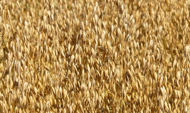 Rossmann Winston Katzenfutter: Eine Hochwertige Und Schmackhafte Wahl ...