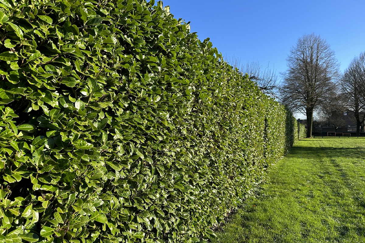 Mit Der Richtigen Pflege Zur Prächtigen Hecke