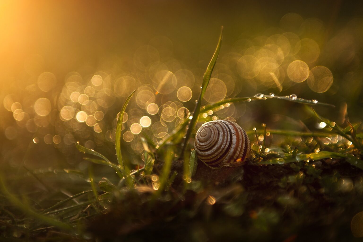 Wunderbar Welche Blumen Schliessen Sich Nachts Fotos
